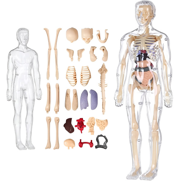 3D model ljudskog tijela za učenje anatomije | FLESHTOPIA – hr.revine.eu